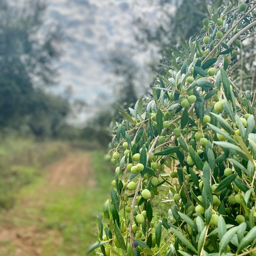 Calendario olivo - Septiembre - Olicatessen